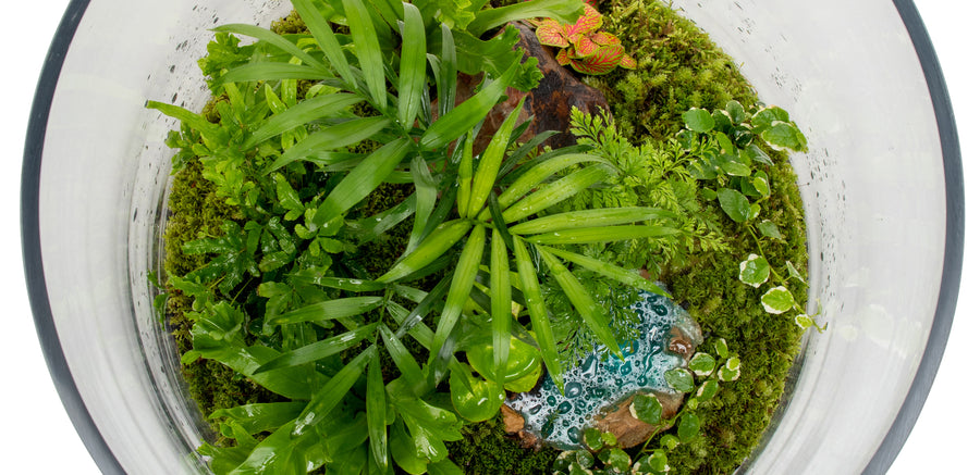 Handmade Terrariums and Indoor Plants | Lulu & Angel | Melbourne
