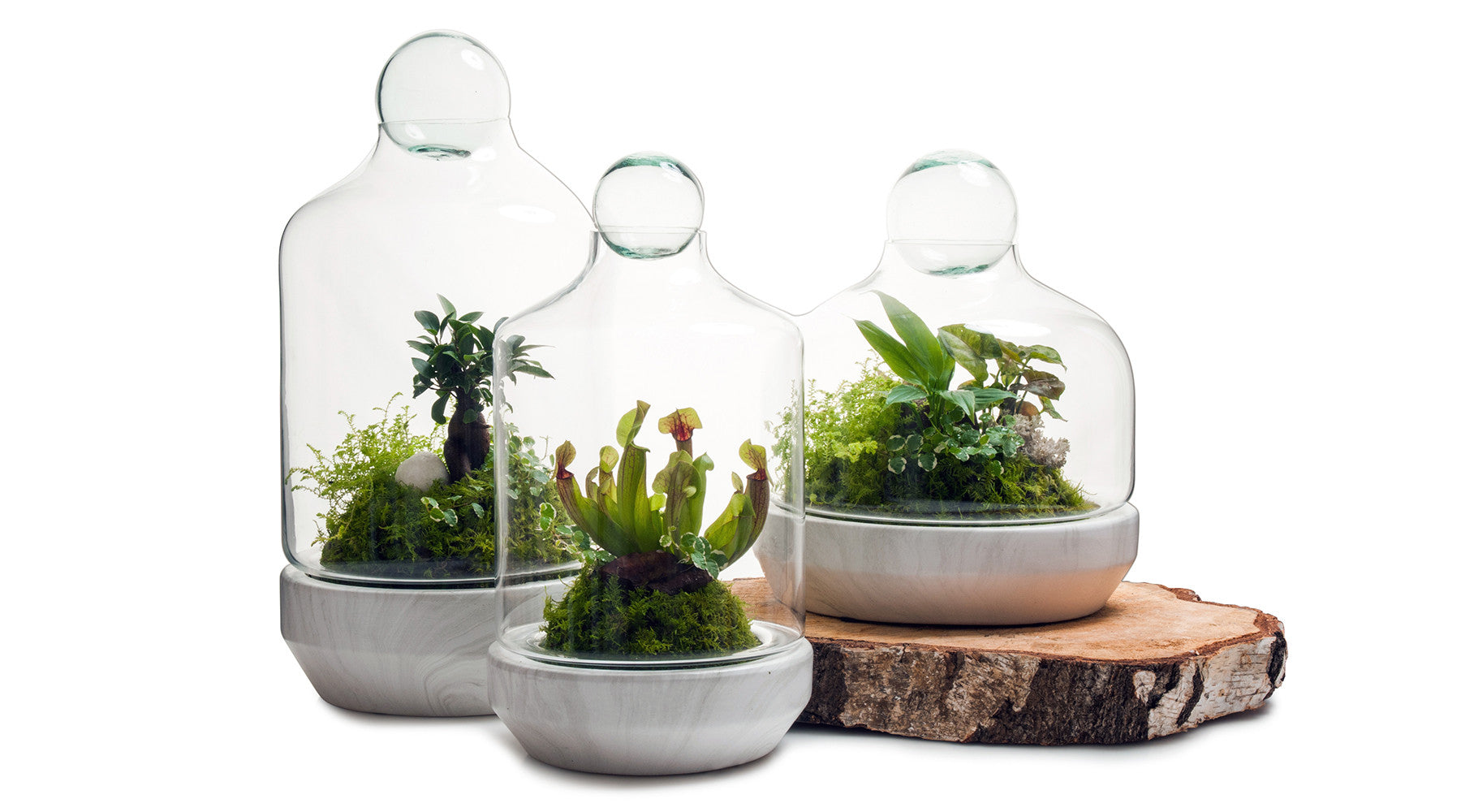 Handmade Terrariums and Indoor Plants | Lulu & Angel | Melbourne