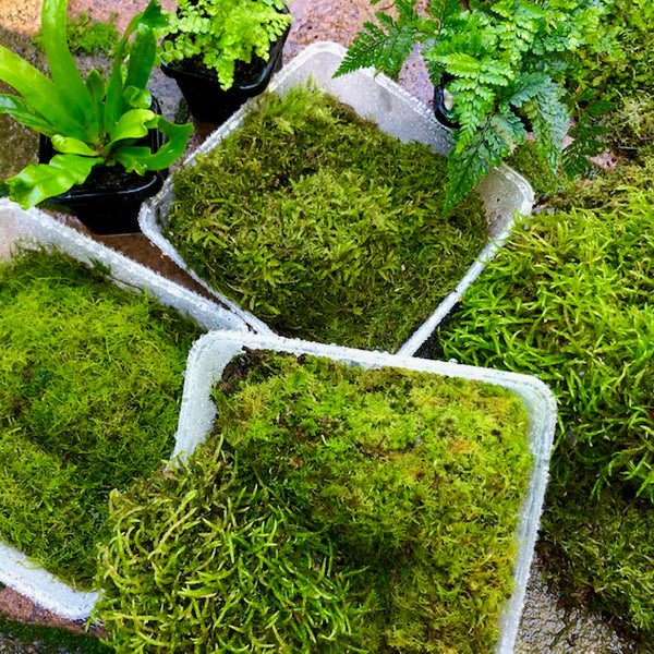 Living Terrarium Moss - Lulu & Angel