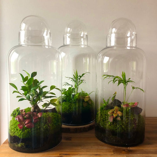 Terrariums, Planters, Orchids & More | Lulu & Angel | Melbourne