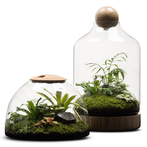 San Jose Wooden Terrarium - Lulu & Angel