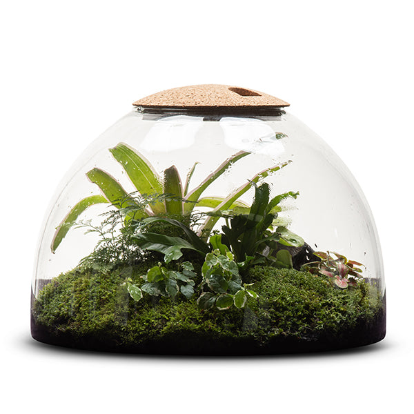 Rainforest Conservatory Terrarium - Lulu & Angel