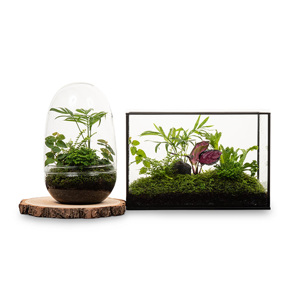 Rainforest Egg Terrarium - Lulu & Angel