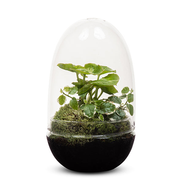 Rainforest Egg Terrarium - Lulu & Angel