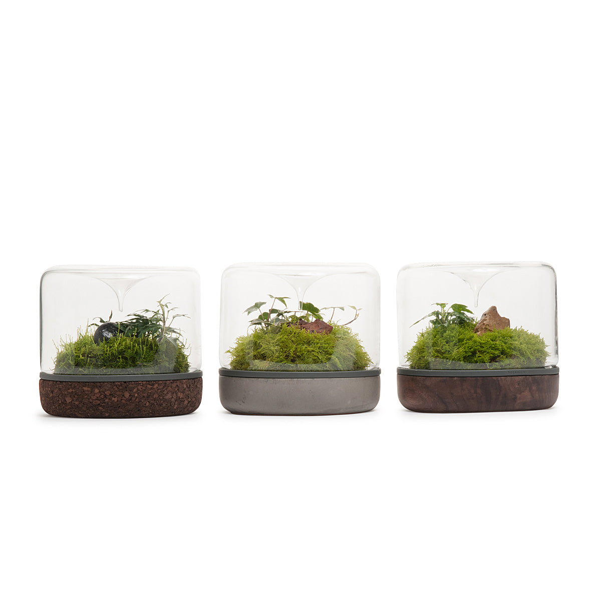 Sanctuary M Rainforest Terrarium - Oak - Lulu & Angel